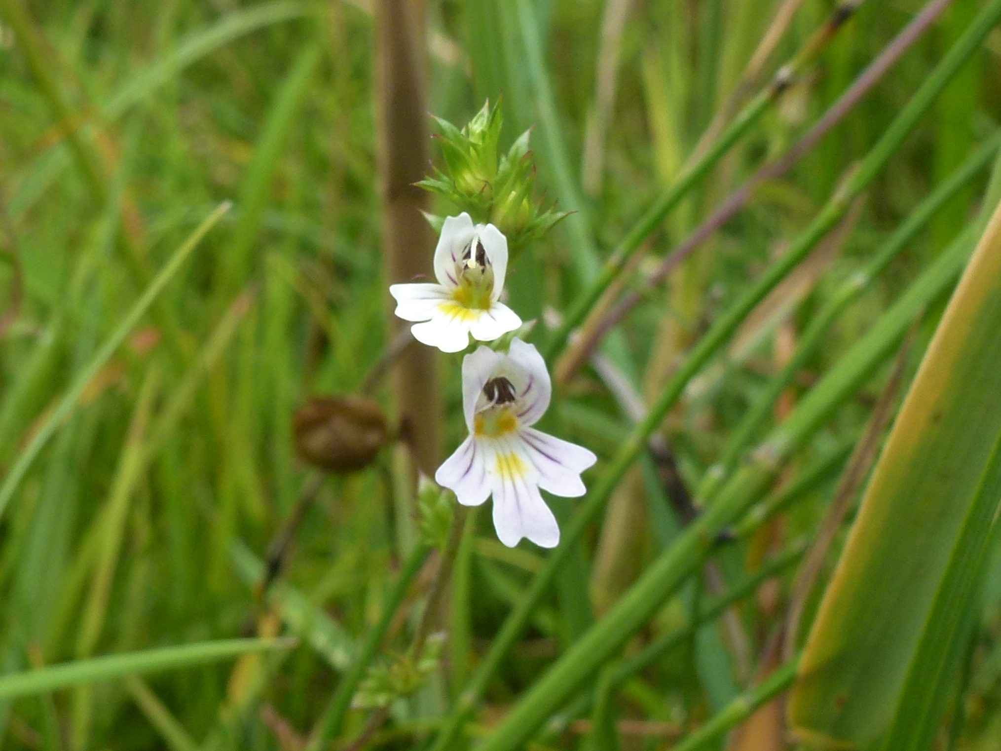 Honeyguide Wildlife Blog: Southrepps Common and Pigneys Wood, 23 August ...