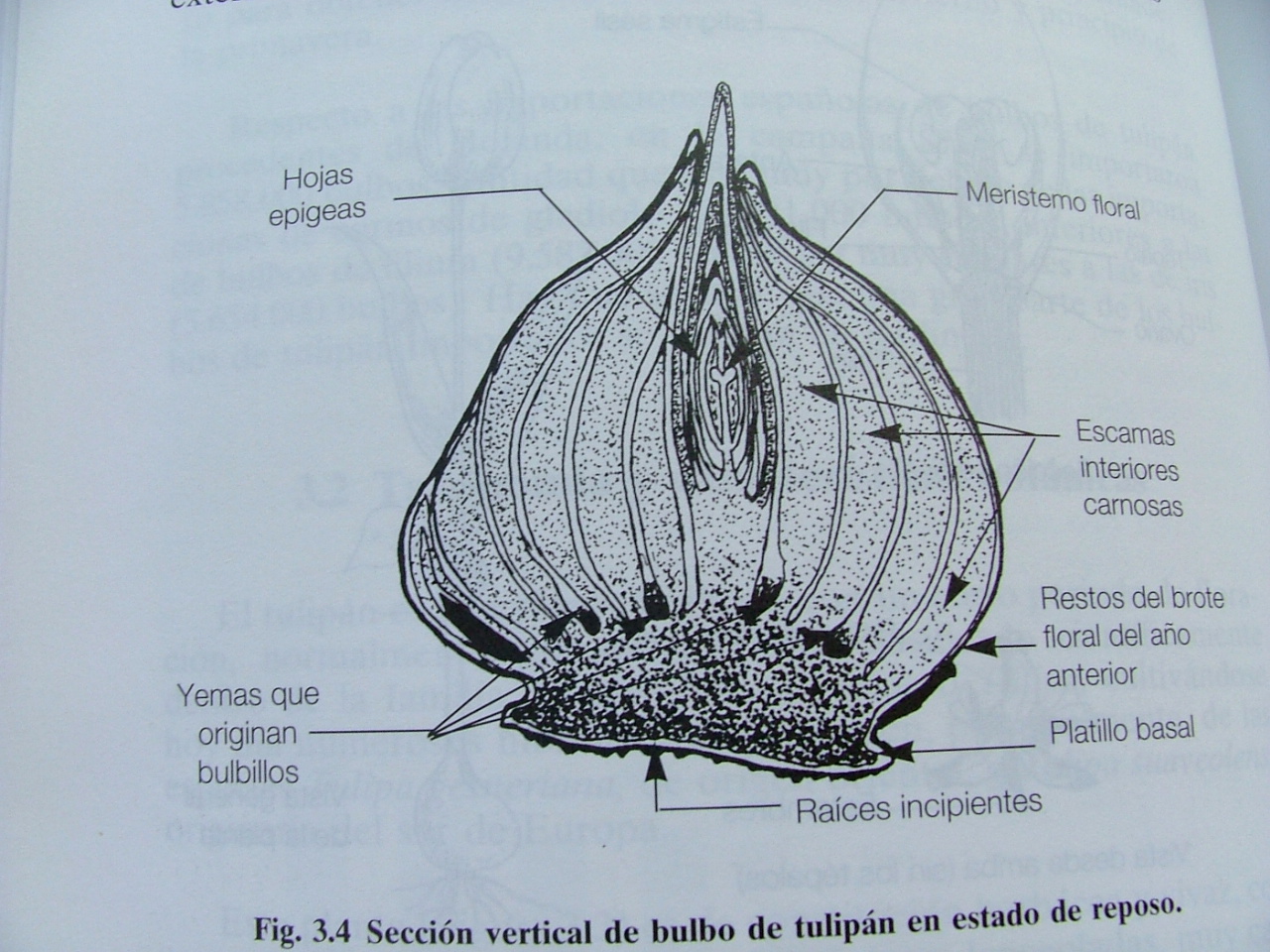 FITOSOFIA: TULIPÁN-PRIMERA PARTE