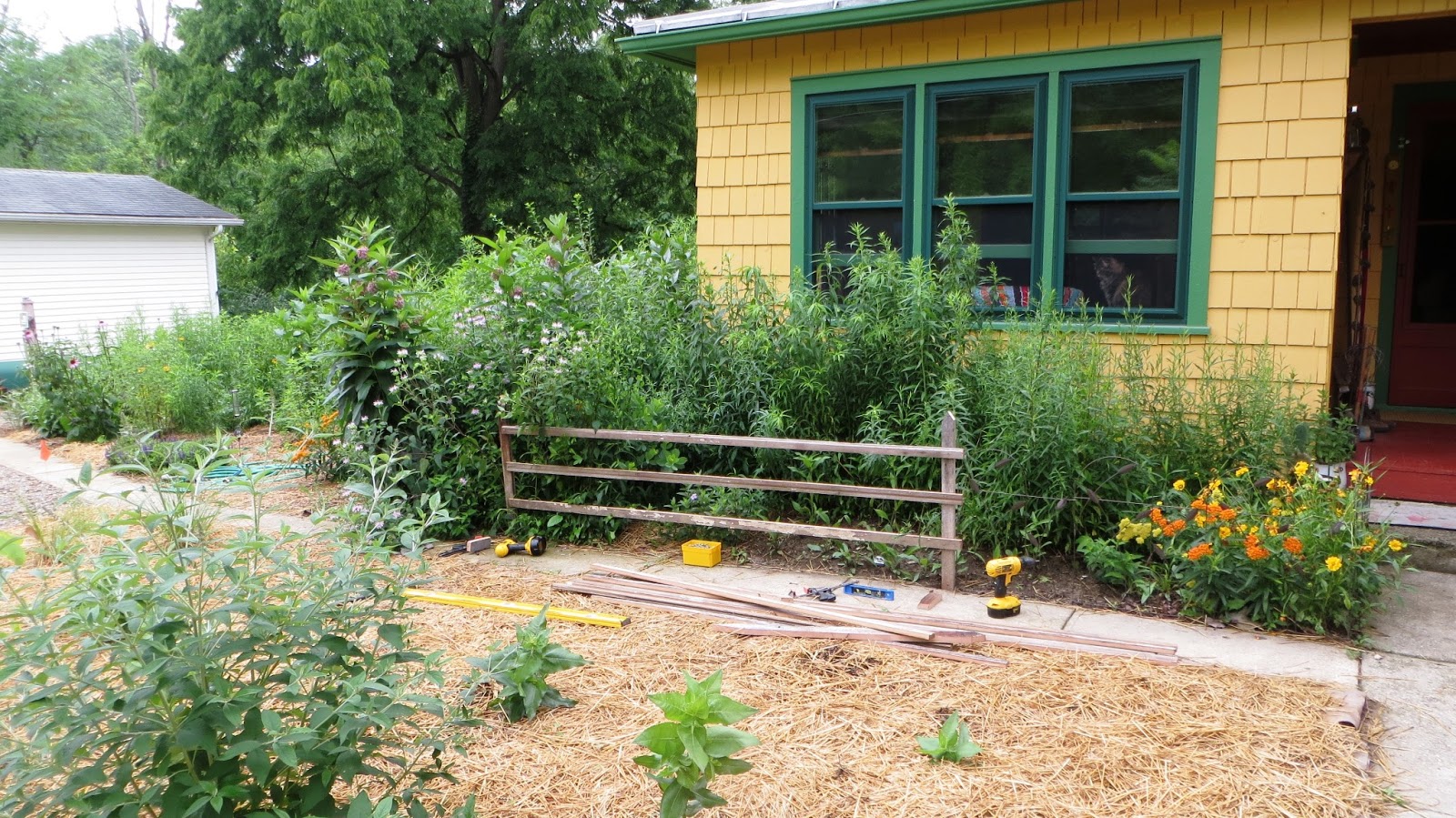 the common milkweed: Tree Cookie Path and Scrap-Wood Fence