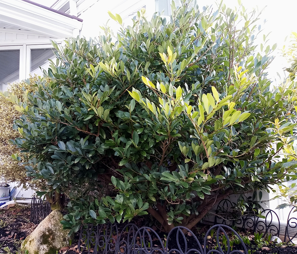 Future Plants by Randy Stewart: Isu Tree