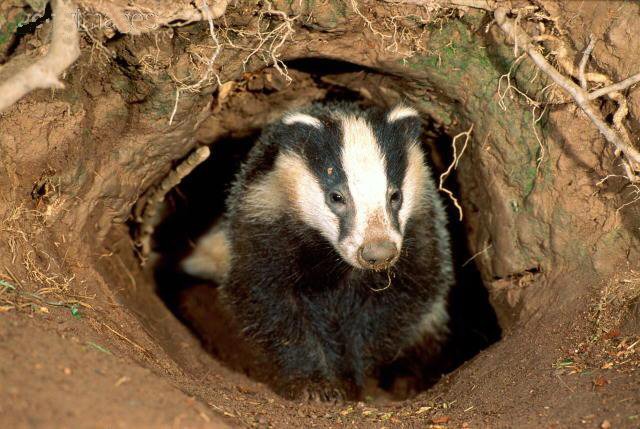 Forest Schools : All You Need To Know About Badger Setts