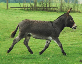 The Biggest Animals Kingdom: Donkey