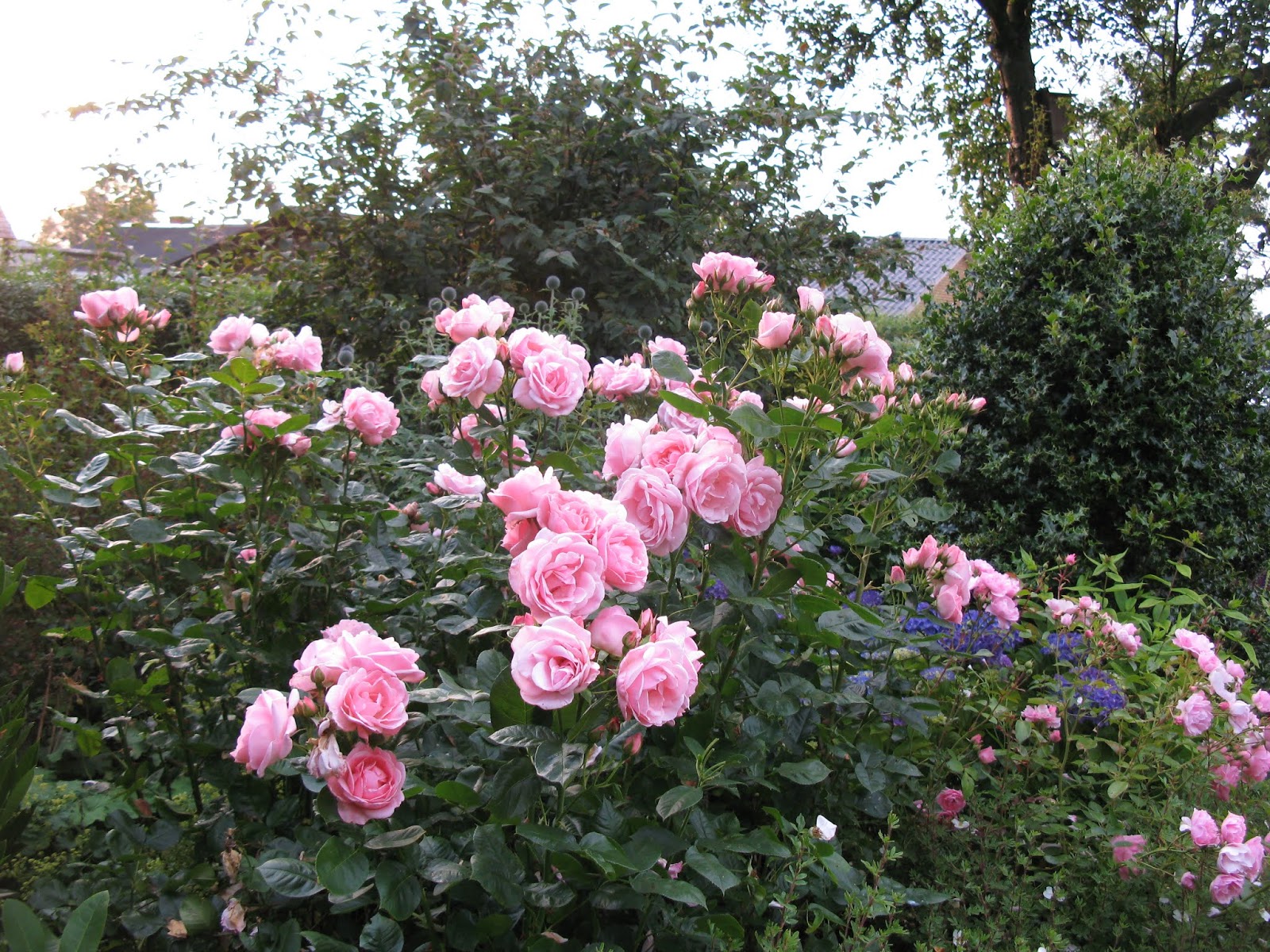 STRIKINGES HAVE: ROSA OG PINK ROSER - NEW DAWN, MAMMA MIA, ASTRID ...