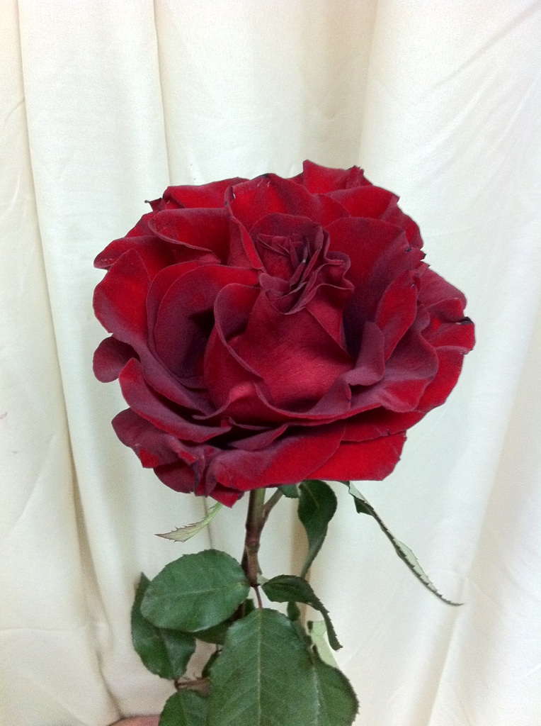 The Enchanted Petal: Lovely is the Rose