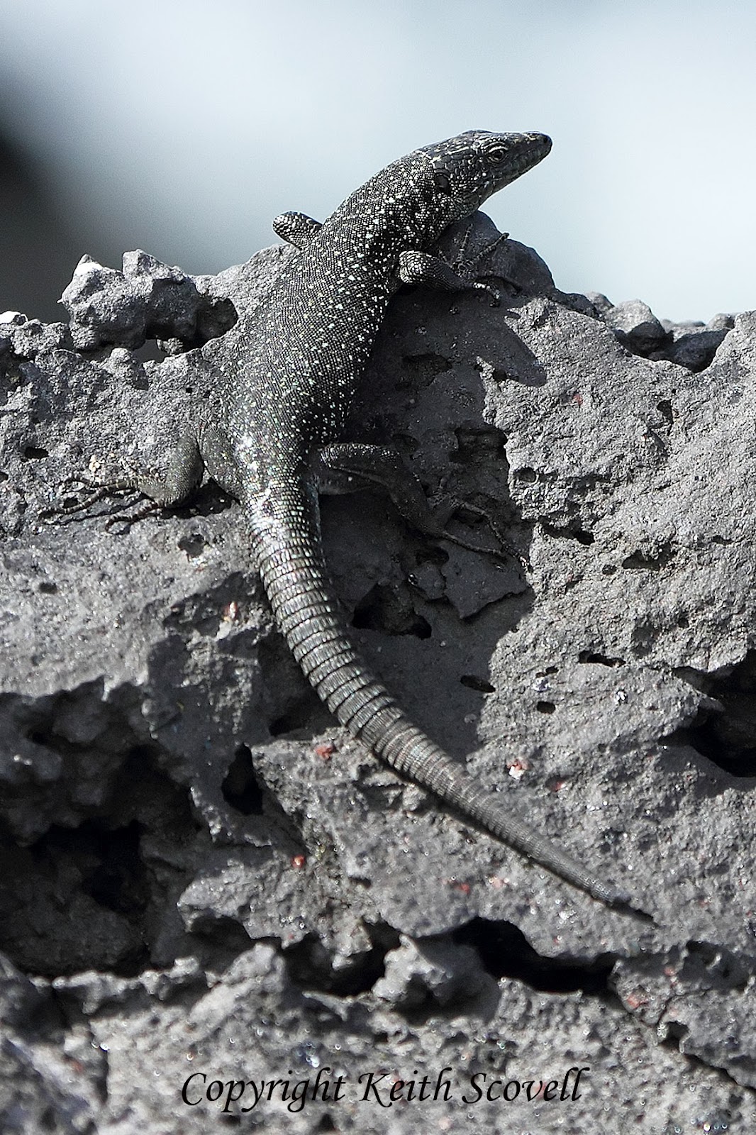 Keith Scovell's Wild Life: Wildlife of the Azores