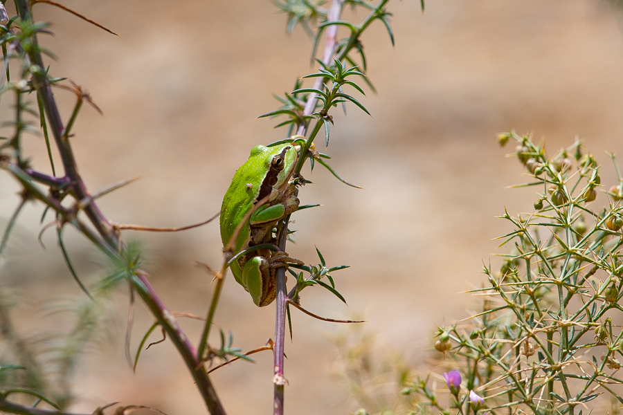 Birds of Saudi Arabia: Arabian Tree Frog – Tanoumah & Talea Valley