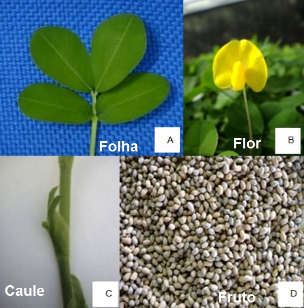 BIBOCA AMBIENTAL : GRAMA AMENDOIM OU AMENDOIM FORRAGEIRO
