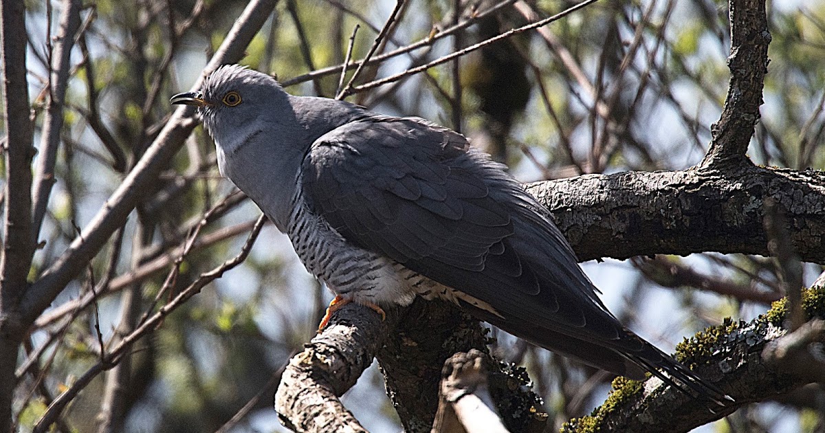 Alan James Photography : Cuckoo Crazy
