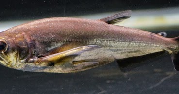 Ikan Payara; Klasifikasi, Morfologi, Habitat Dll - Melek Perikanan