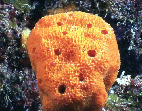 Reflexionando Sobre Conceptos : LA ESPONJA