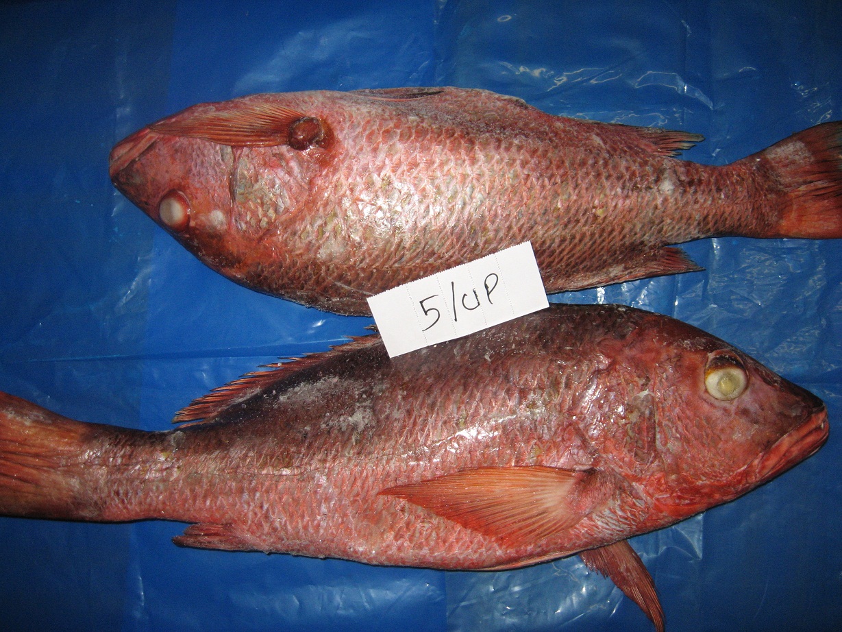 Butterworth Seafoods: RED SNAPPER - INDIAN ORIGIN