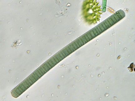 Cyanophyceae (Alga Hijau- Biru) ( Ordo Hormogonales): “ Cyanophyceae ...