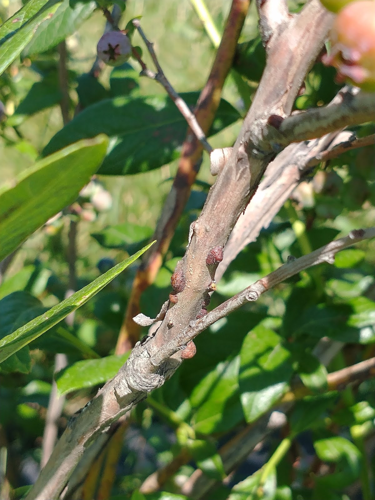 Weekly Fruit Update - 7/16/2020