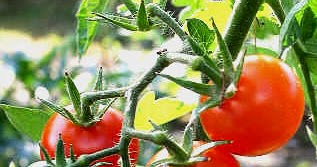 QUIERO SER SÚPER FAMOSA: Salsa de tomate, con tomates naturales