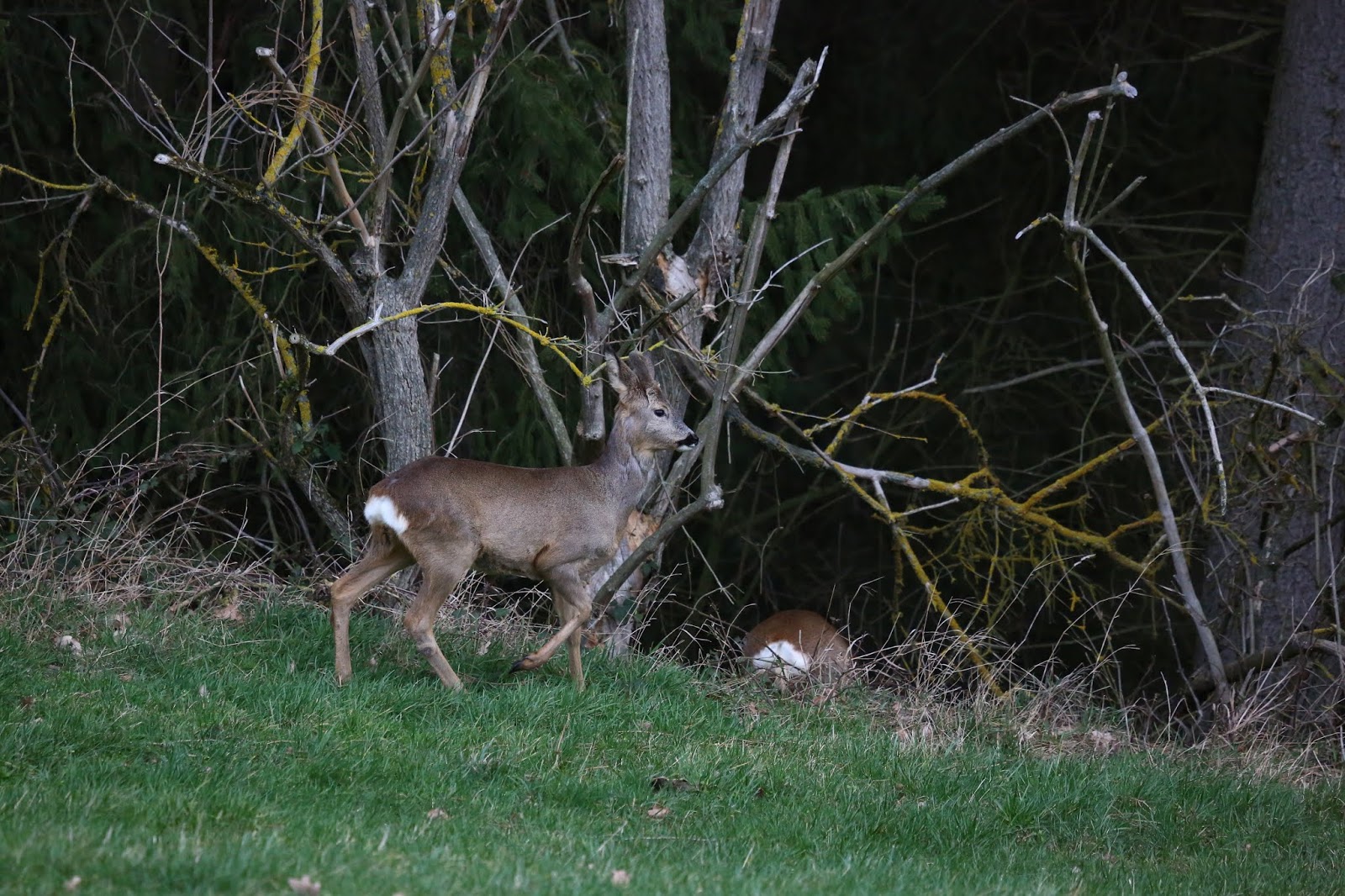 YLVA: Rehe und Bock im Bast in Hilkerode / Roe deer and buck with bast ...