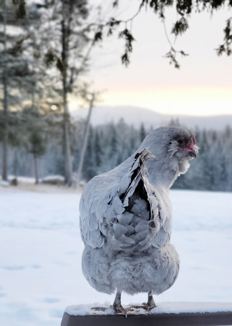 4 Things Your Chickens Need This Winter...and 3 Things They Don't ...