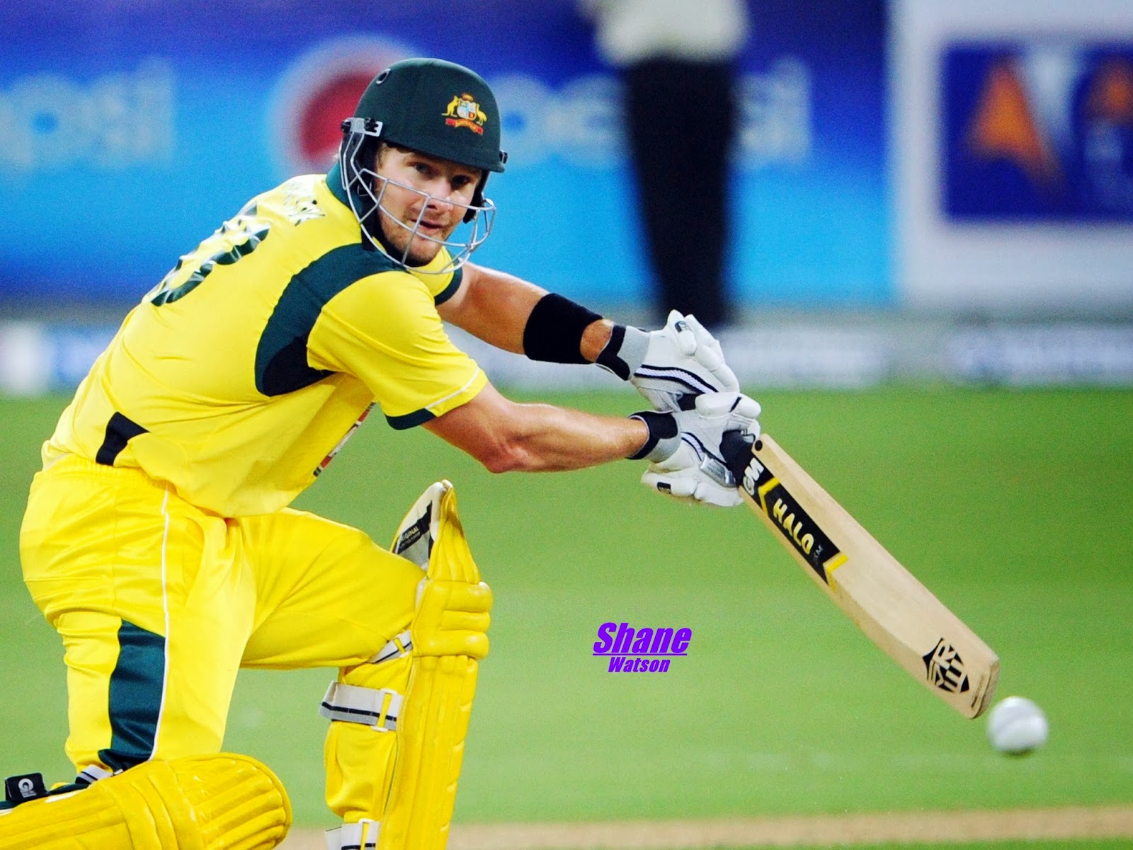 Words Celebrities Wallpapers: Shane Watson Brand New HD Wallpapers 2014