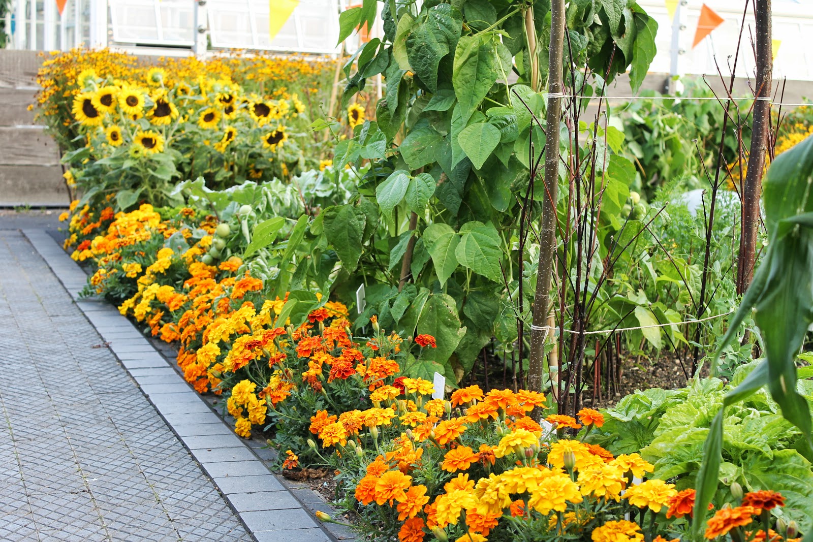 What ho Kew!: Student vegetable plots