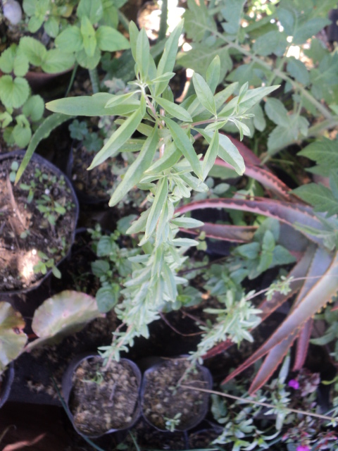 PLANTAS MORENAL: Burrito (Aloysia polystachya) - Disponible en maceta ...