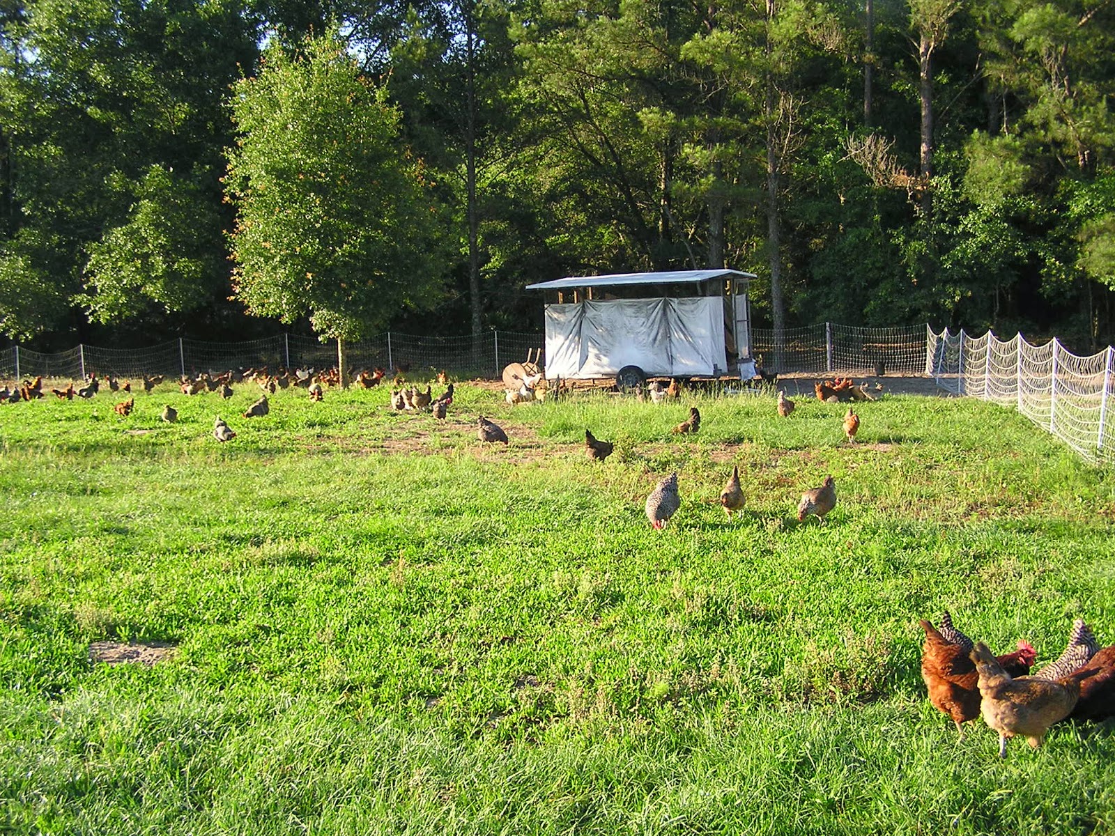 Laughing Chicken Farm