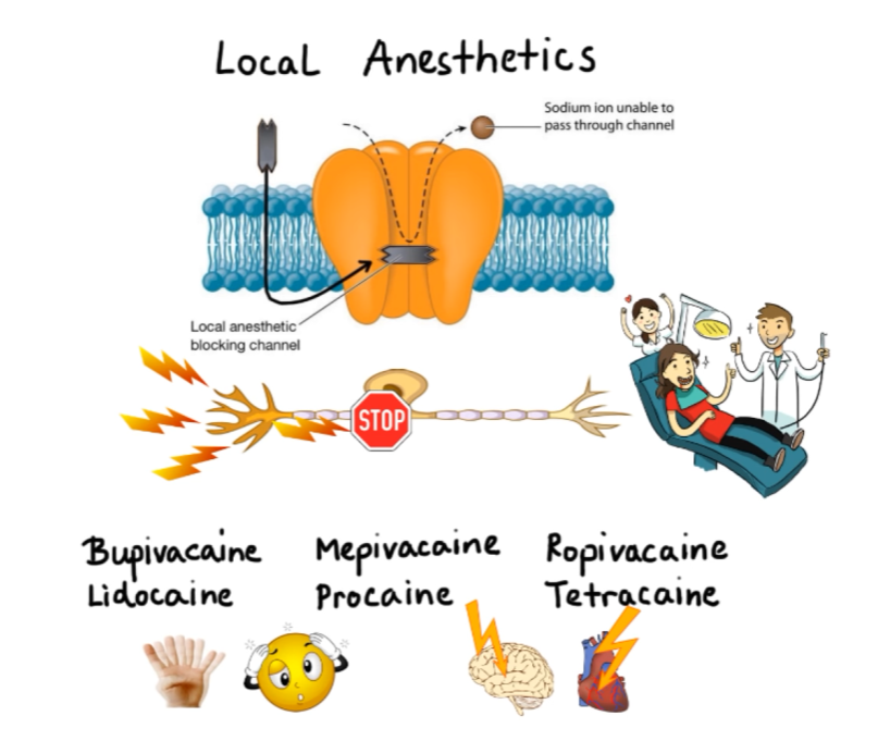 【Pharmacology】General and local anesthetics