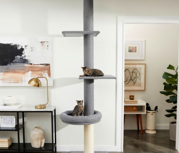 5 Tips to Catify Your Small or Rented Home | Lola The Rescued Cat