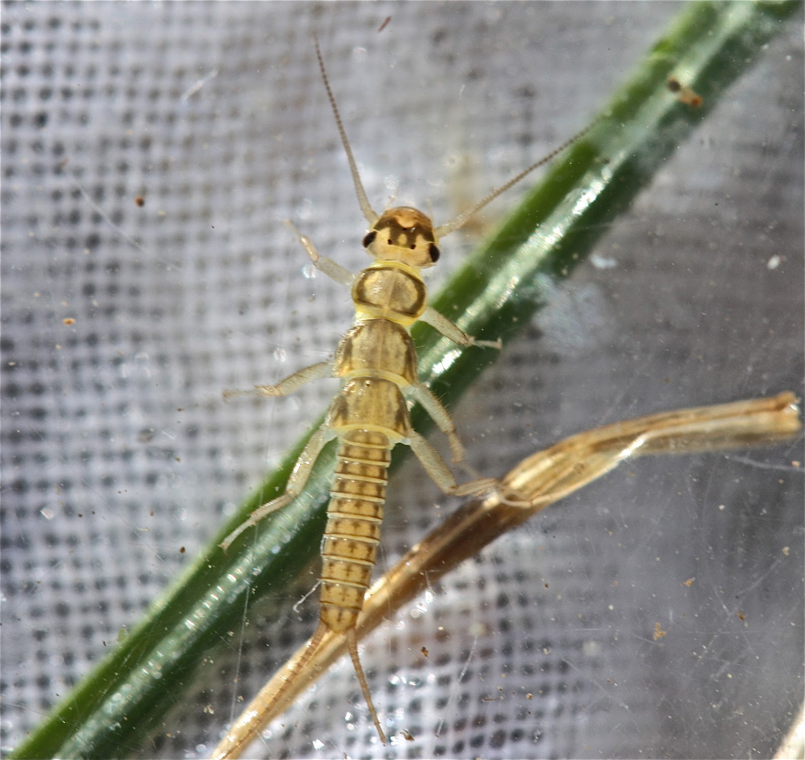 Aquatic Insects of Central Virginia: And the Stoneflies Keep Getting ...
