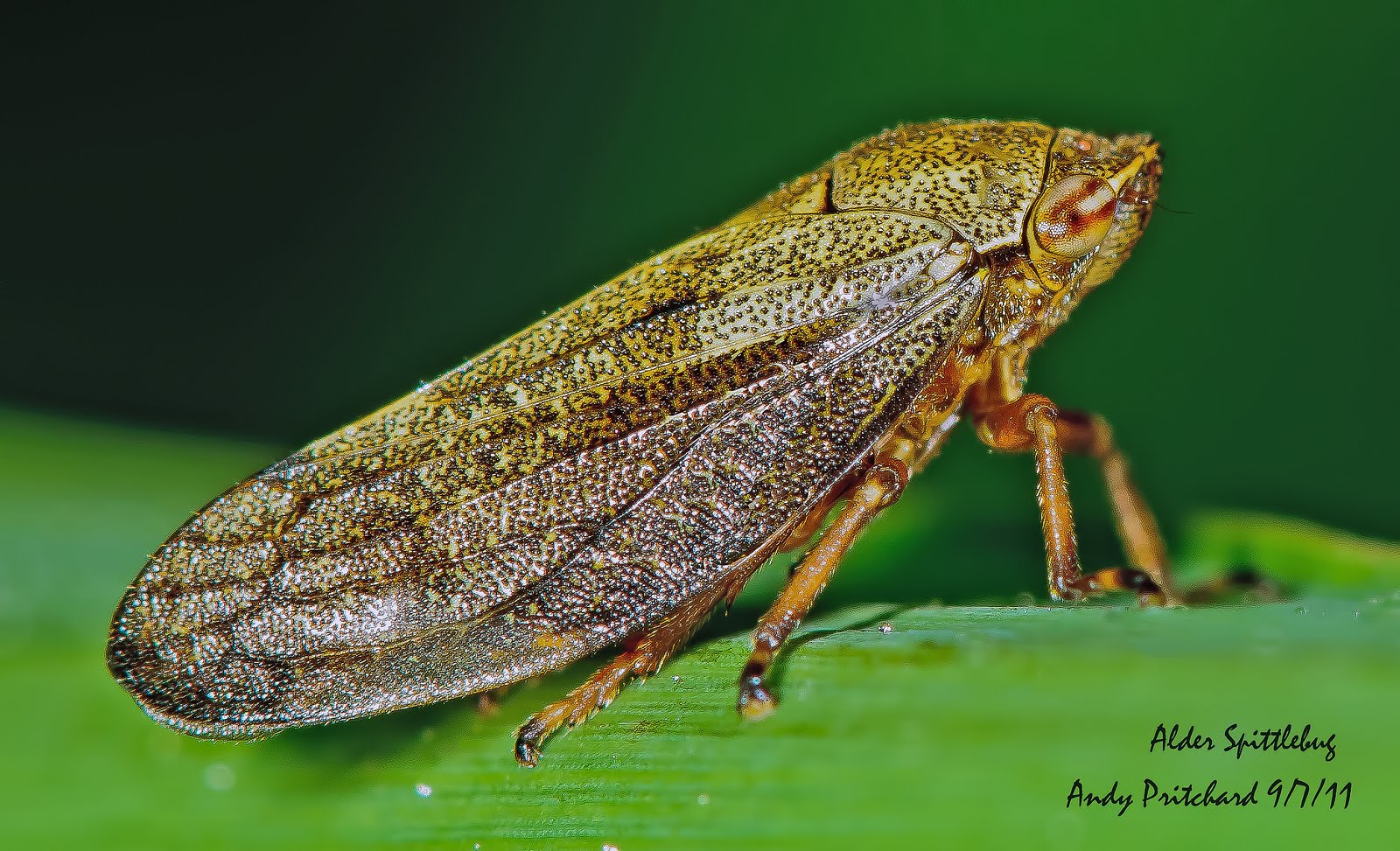 Andy Images: Alder Spittlebug