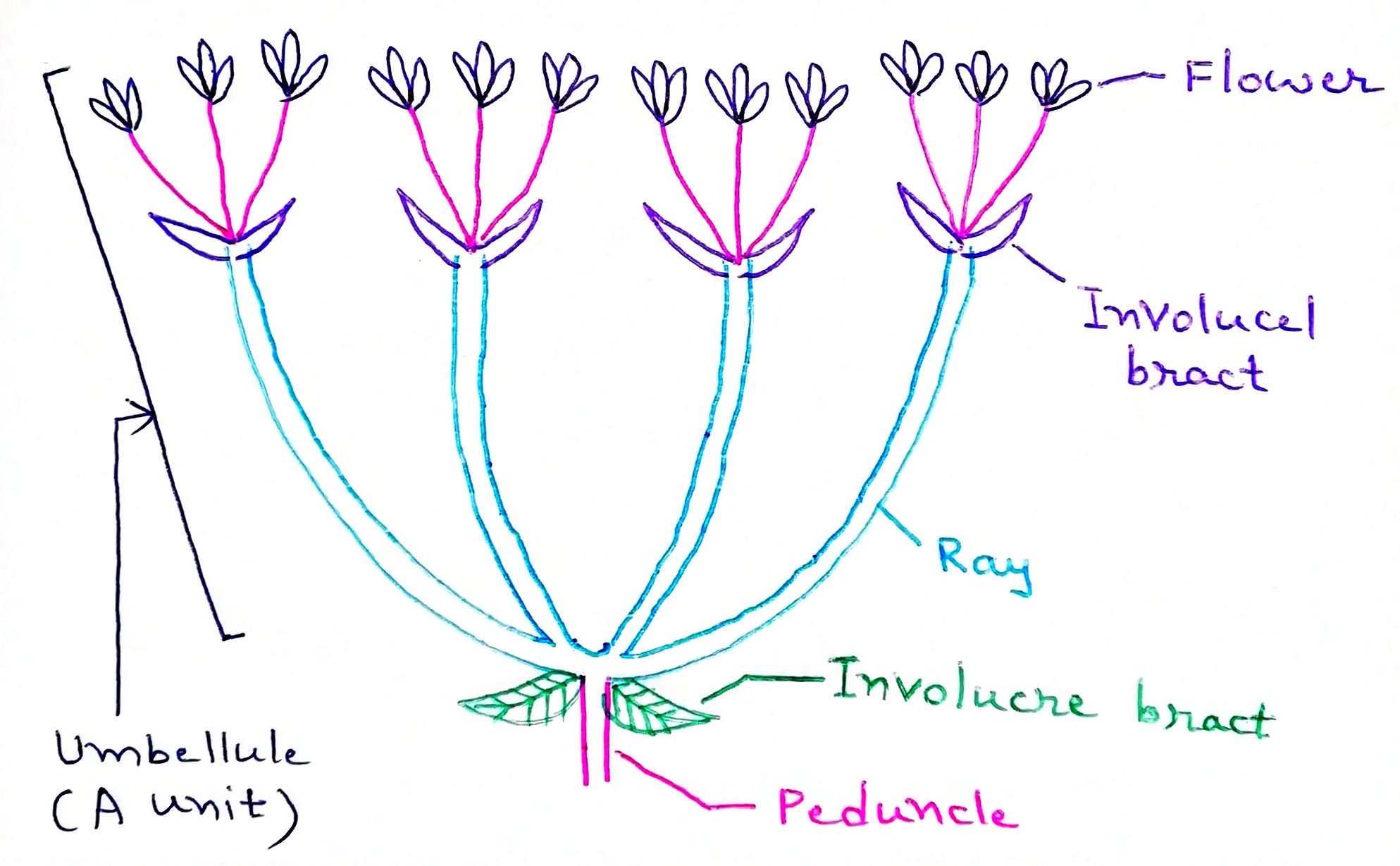Cumin Crop Improvement