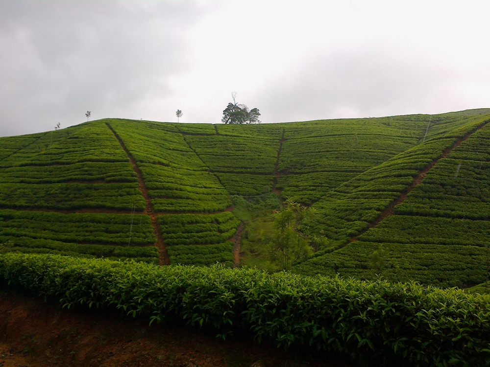 Beautiful Captures: Tea states in Sri Lanka