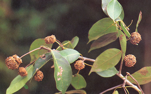 Buah Langka Indonesia