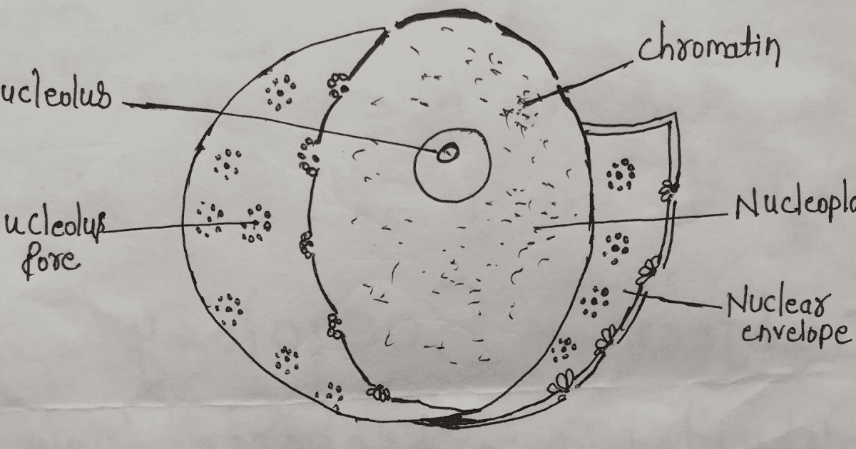 Cell Nucleus - Structure, Functions and It's Parts