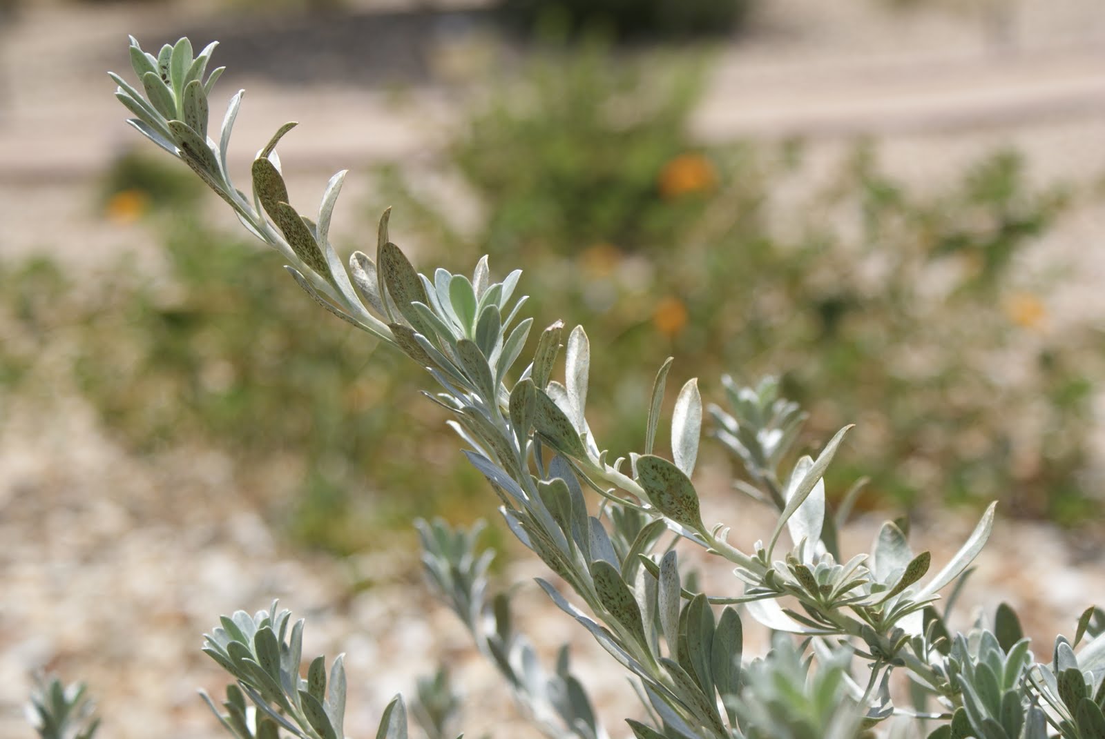Day By Day: Desert Plant Adaptations