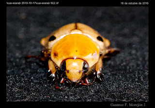Coleoptera de Ecuador: Malanueva o Catzo Blanco