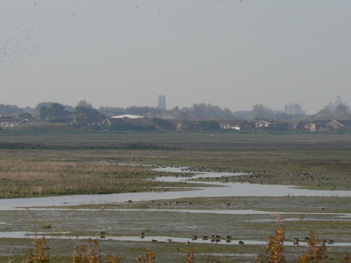 A Field Notebook: Crossens Marsh and Hesketh Out Marsh