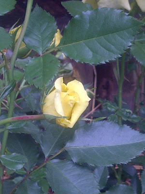 Love For His People: "Heroes of Faith" - Morris Ruddick