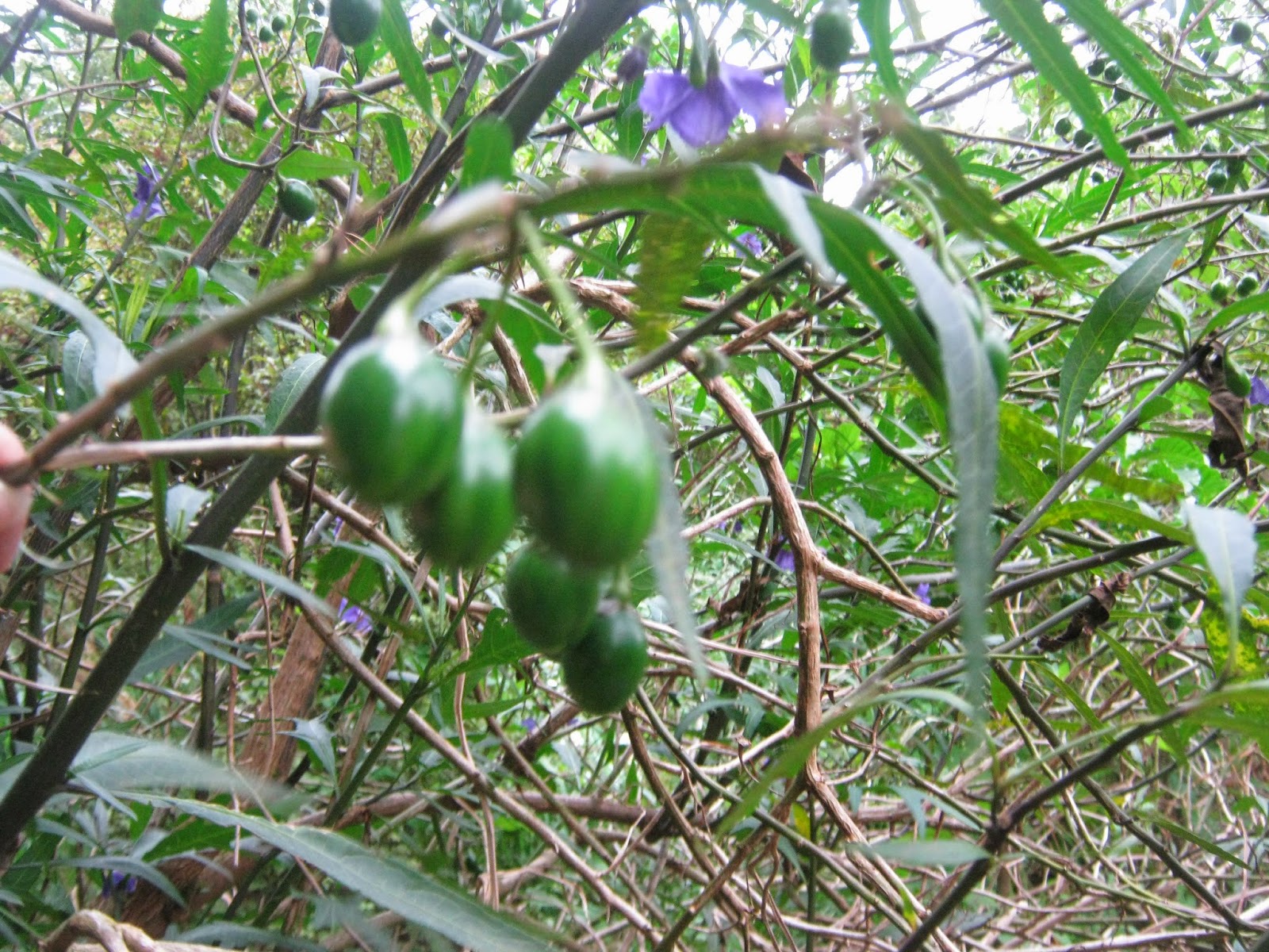 my walk with food and beautiful plants and flowers: Flower.NZ Poroporo ...