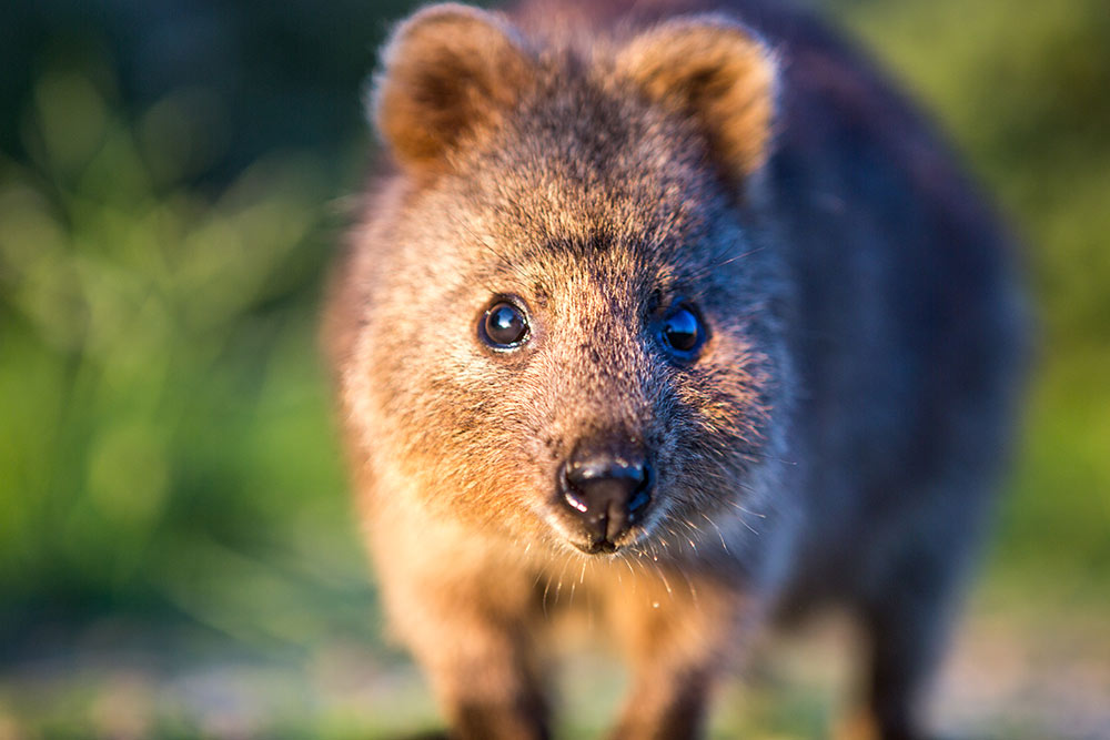 ANIMALS TIME : Quokka time (hora del quokka) Gallery 8