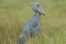 Birding in Africa: Afrotropical birds