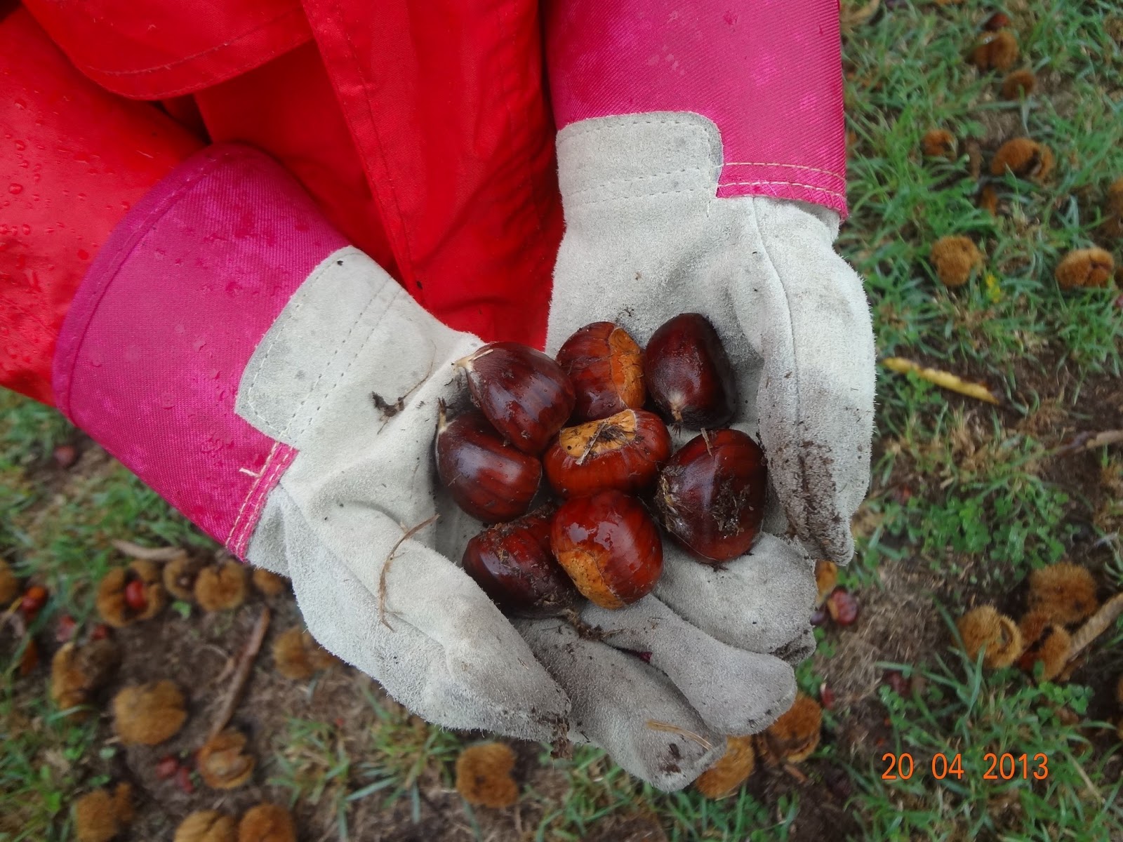 From Our Home: Picking Chestnuts at Pinehaven Farm