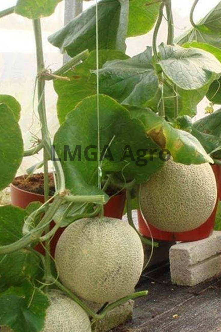 Toko Pertanian Terdekat | Lmga Agro: Jual Benih Melon Madesta F1 Panah ...