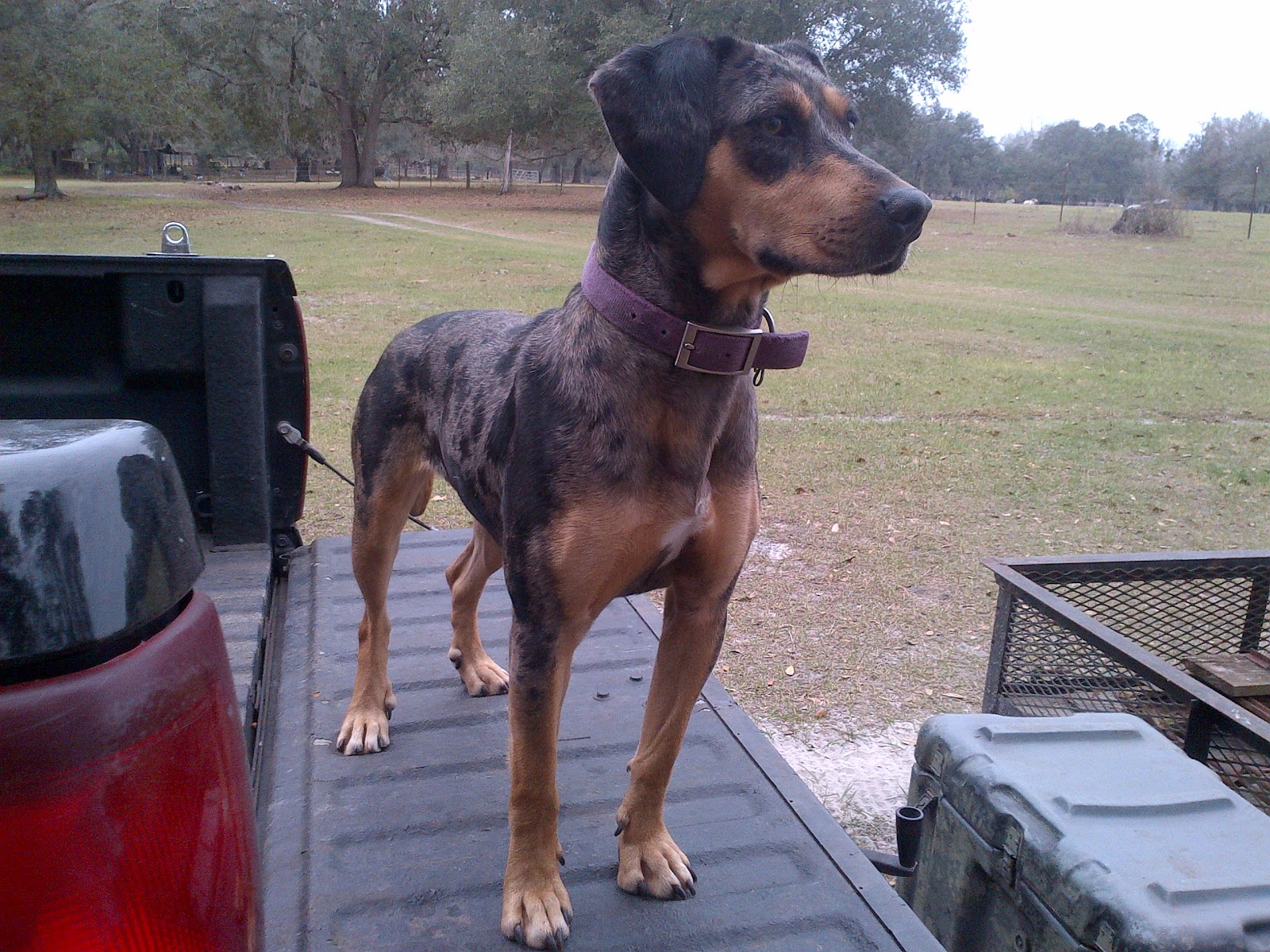 The Catahoula Hog Dog: The Louisiana Cattle Dog