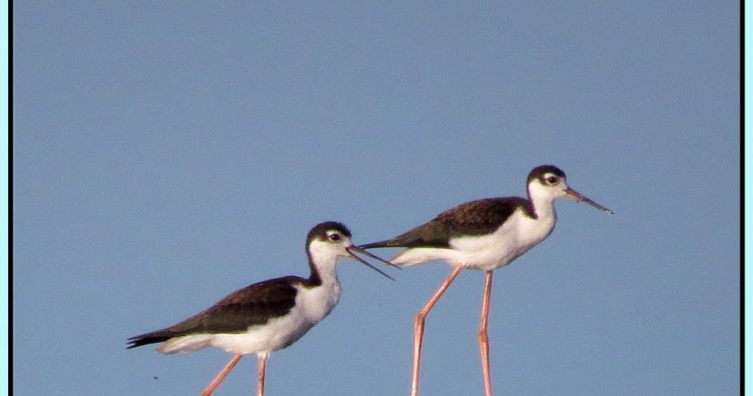 Bird Tweets: Sod Fields