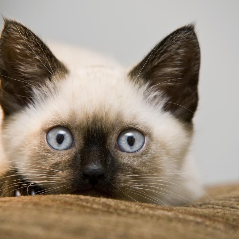 Animales Domesticos: EL GATO BALINÉS