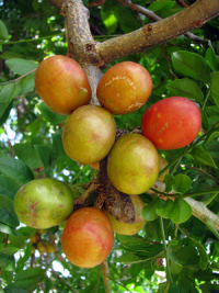 lagrancocota: de donde fue traida la cocota o (jocote)