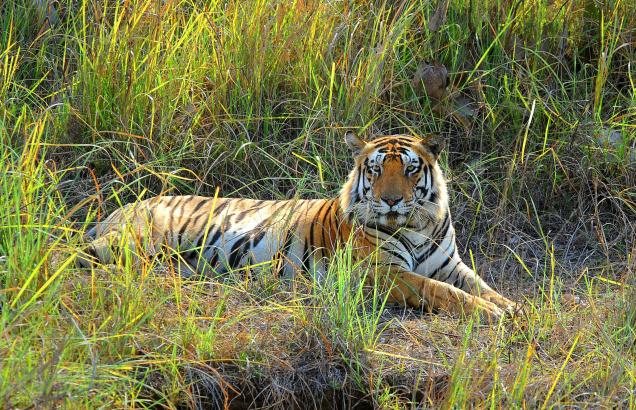 Tamilnadu Tourism: Kalakkad Mundanthurai Tiger Reserve, Thirunelveli