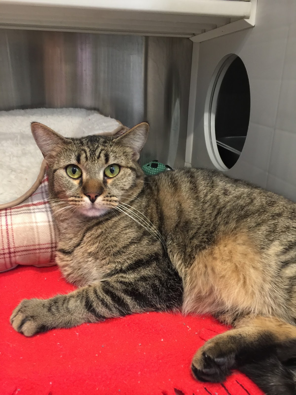 Progressive Charlestown: Kitty of the Week