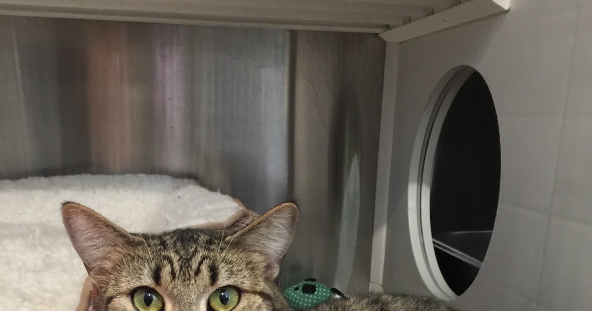 Progressive Charlestown: Kitty of the Week