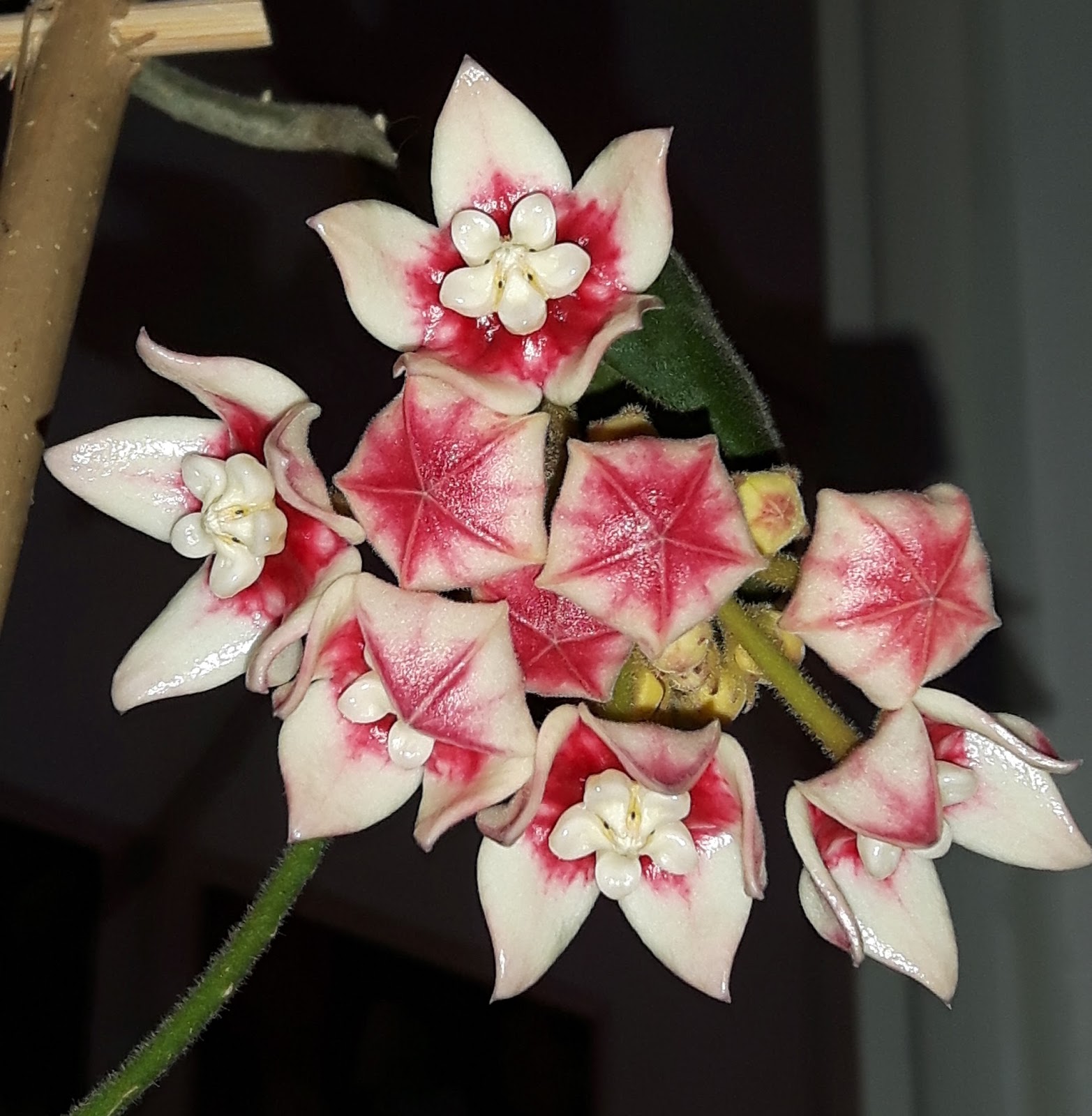 Gerrit's Hoya flowers: Hoya calycina