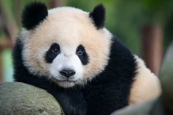 ANIMALS TIME : Panda (Gallery 2)